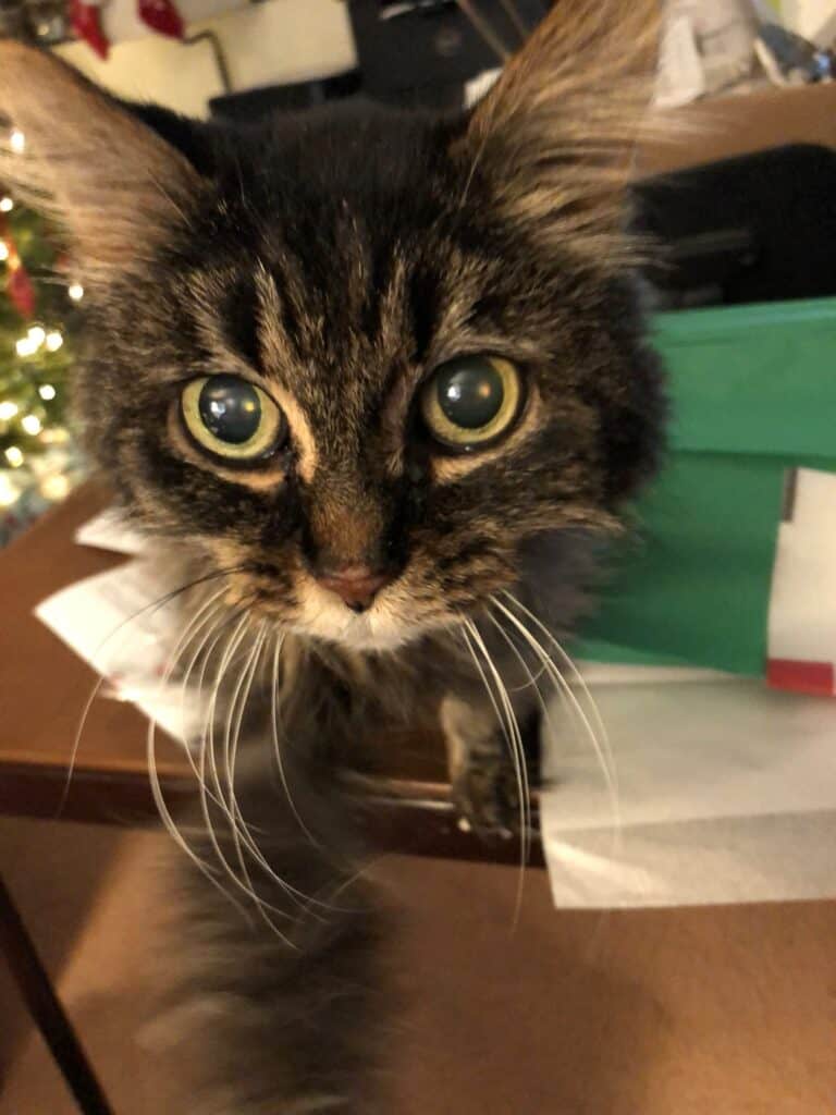 Mandy Wins December Pet of the Month - Better Made.