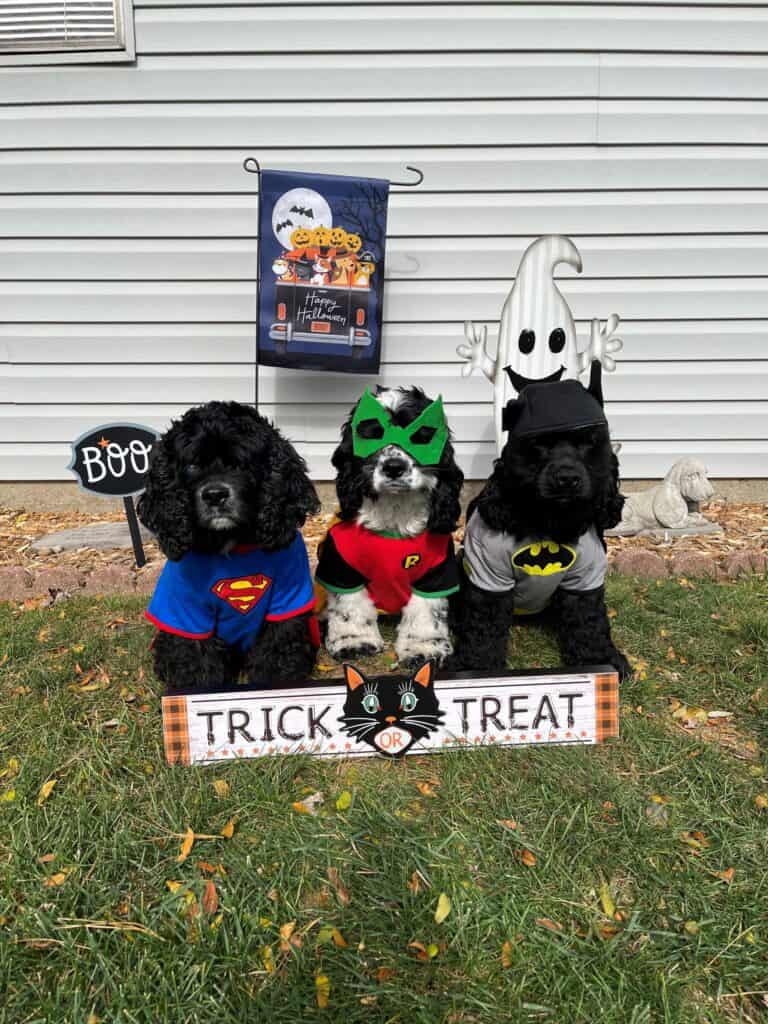 GoosyGoose Wins October Pet of the Month! Better Made.